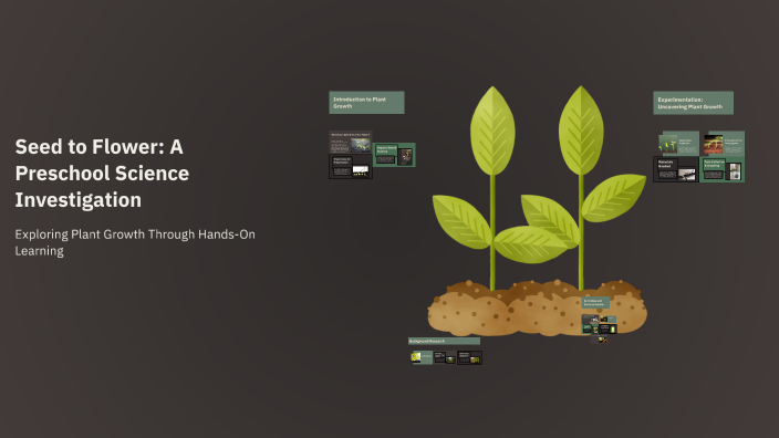 Seed to Flower: A Preschool Science Investigation by Shabnam Sahim on Prezi