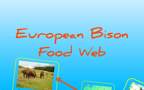 Europea Bison Food Web by Chris Kocko on Prezi