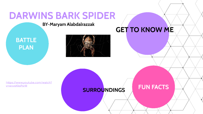 Darwins bark spider by Maryam AlabdAlrazzak on Prezi