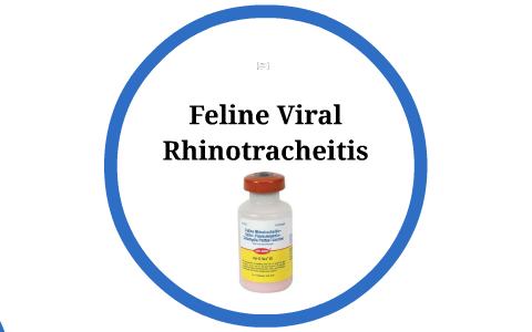 Feline Viral Rhinotracheitis by Miriam Gordon on Prezi