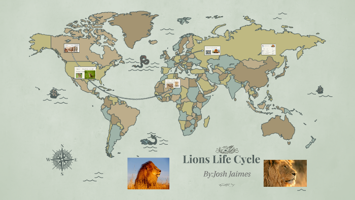 Lions Life Cycle by Josh Jaimes on Prezi