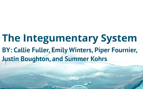 The Integumentary System by Callie Fuller