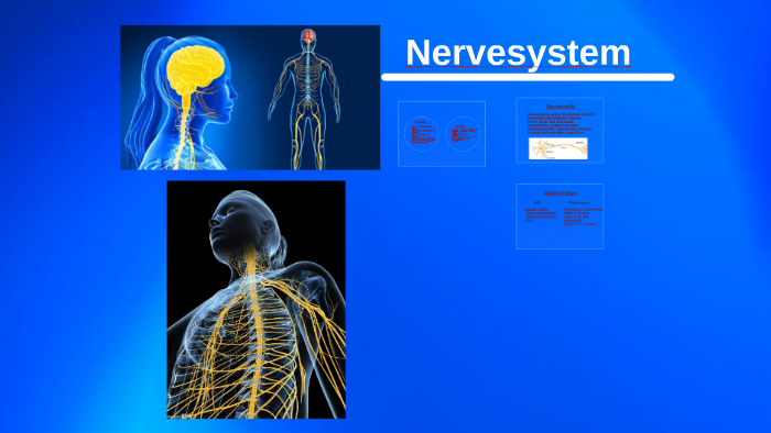 Nervesystemet by Lovise Nilsen on Prezi
