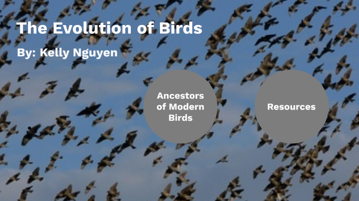 The Evolution of Birds by Kelly Nguyen on Prezi