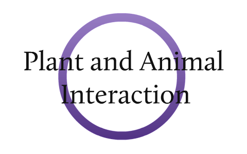Interaction between plants and animals by kay bri on Prezi
