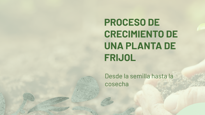 PROCESO DE CRECIMIENTO DE UNA PLANTA DE FRIJOL by José Córdoba on Prezi