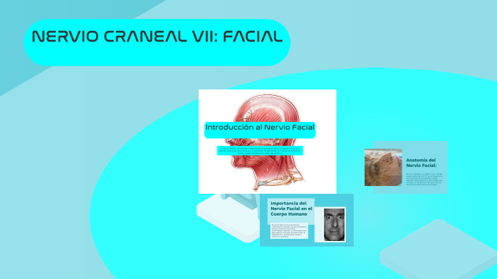 NERVIO CRANEAL VII: FACIAL by Paola Soto on Prezi
