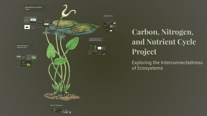 Carbon, Nitrogen, and Nutrient Cycle Project by Louis Torres on Prezi