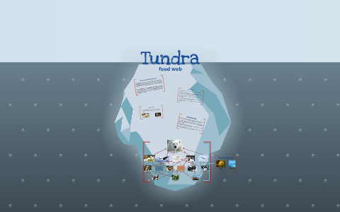 Tundra food web by Anika S on Prezi