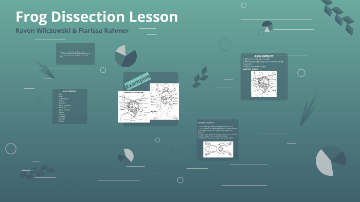 Frog Dissection Lesson by Ravon Wilczewski on Prezi