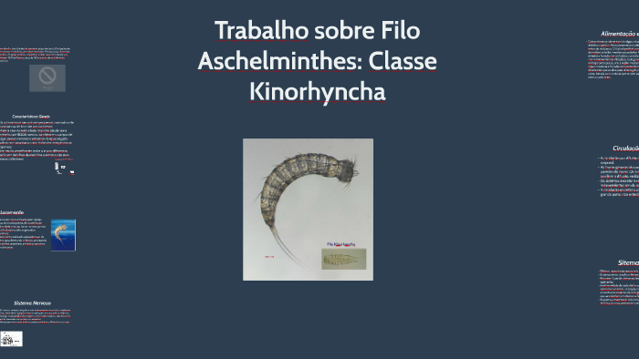 Filo Kinorhyncha by Iriane Menegol on Prezi