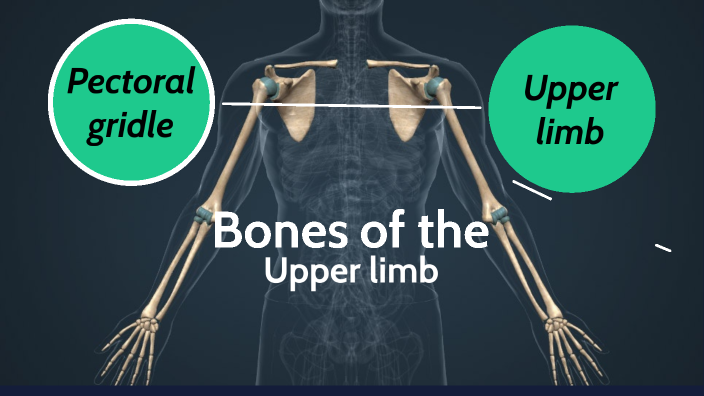 Bones of the upper limb by Diego Cárdenas on Prezi