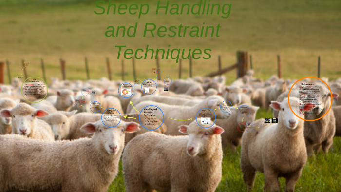 Sheep Handling Techniques by lotty Green on Prezi
