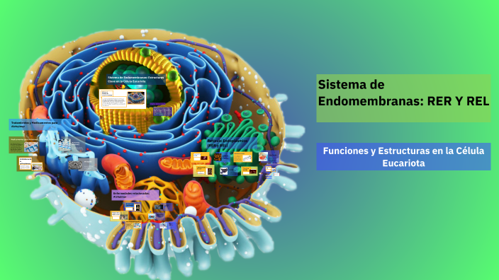 Sistema de Endomembranas: RER y REL by Araceli Villavicencio on Prezi