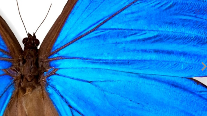 Las alas de la mariposa by Victoria Flores on Prezi