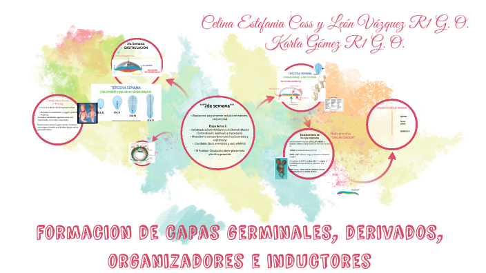 capas germinales by Esteffy Coss on Prezi