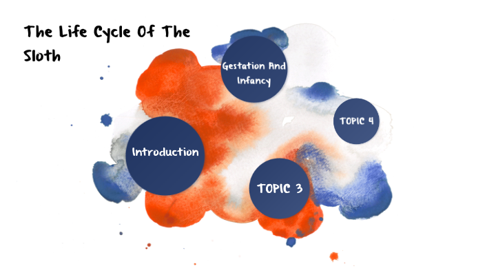 The Life Cycle Of The Sloth by Tilliana Bobilak on Prezi