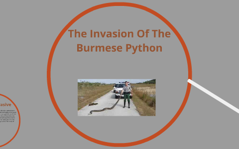 The Invasion Of The Burmese Python by Sebastian Gomez on Prezi