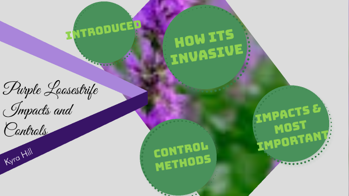 Purple Loose Strife Impacts and Solutions by Kyra Hill on Prezi