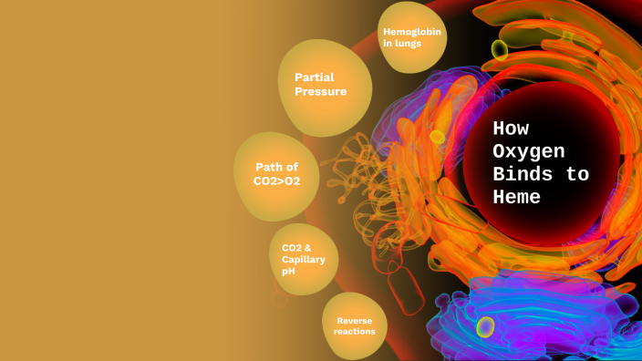 How Oxygen Binds to Heme by Blair Genenbacher on Prezi