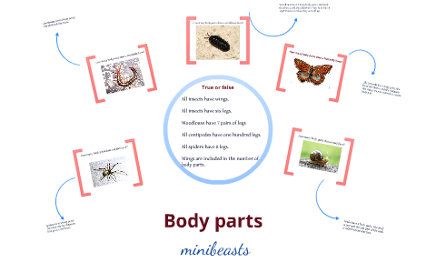 Mini beast - body parts by laura tarn on Prezi