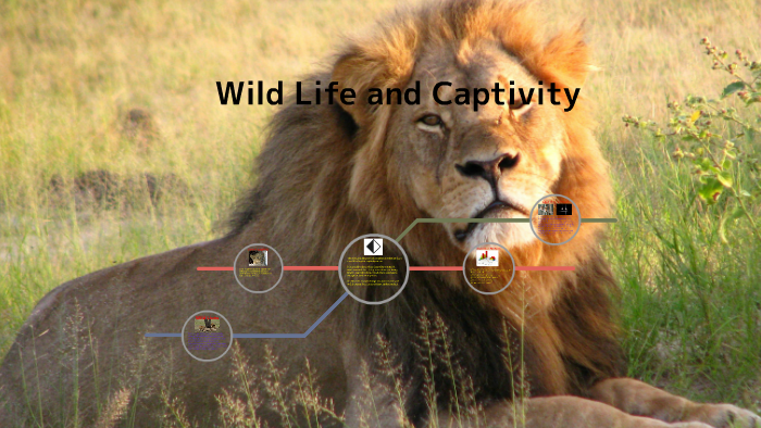 ABC by Kevin Ambriz on Prezi