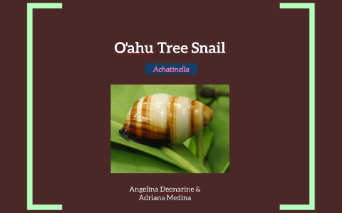 O'ahu Tree Snail by Angelina Deonarine on Prezi