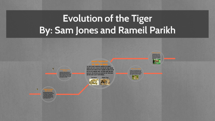 Evolution of the Tiger by Sam Jones on Prezi