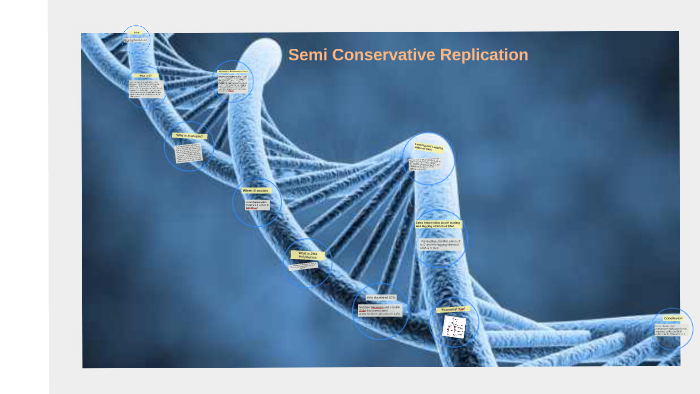 Semi Conserative Replication by Saige Walleske on Prezi