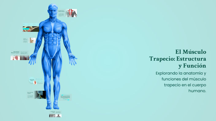 El Músculo Trapecio: Estructura y Función by ANDREA CRISTINA HERNANDEZ ...