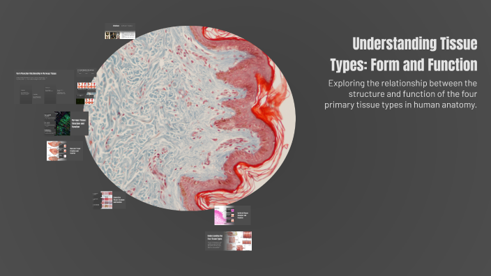 Understanding Tissue Types: Form and Function by Ava Powell on Prezi