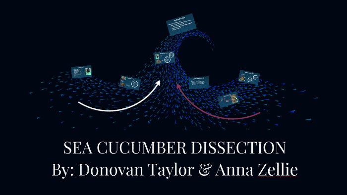 Sea Cucumber Dissection by Anna Zellie on Prezi