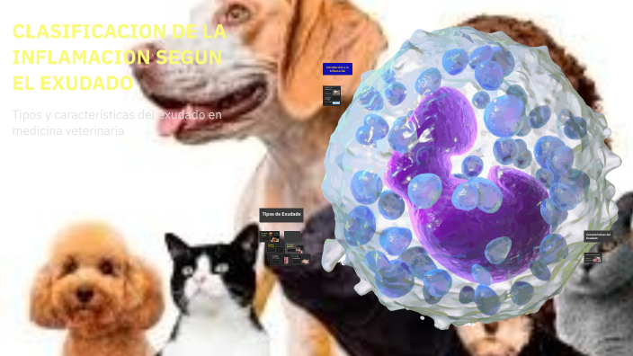 CLASIFICACION DE LA INFLAMACION SEGUN EL EXUDADO by ILSE PACHECO on Prezi