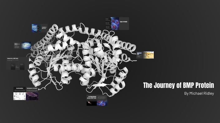 The Journey of BMP Protein by Michael Blue on Prezi