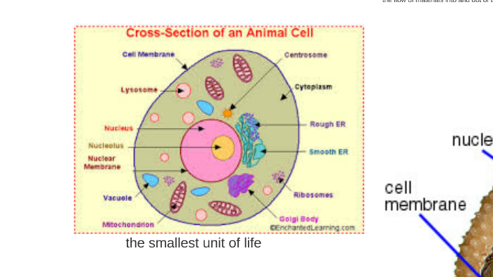 the smallest unit of life by lochlinn ireland on Prezi