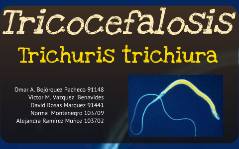 trococefalosis; Trichuris trichiura by Nabi Rmz on Prezi
