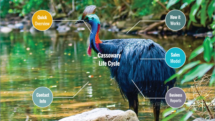 Cassowary Life Cycle by Ebony McQuinn on Prezi