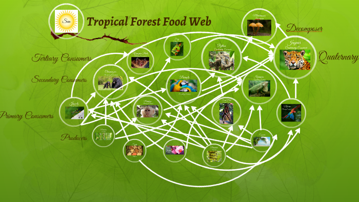 Tropical Forest Food Web by brailie ramos on Prezi