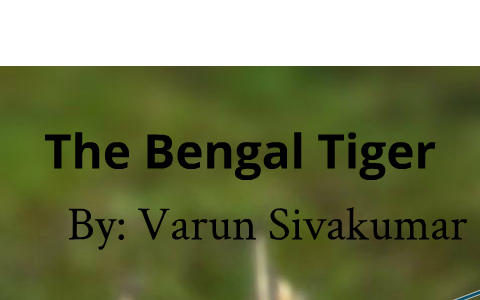 Bengal Tiger by Varun Sivakumar on Prezi