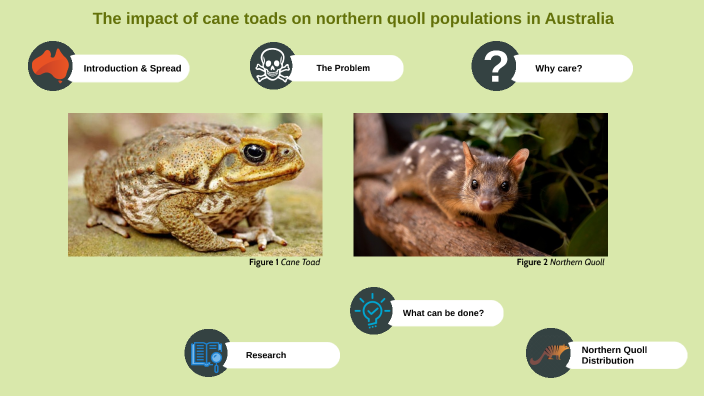The Impact of Cane Toads on Australia's Northern Quoll by Hannah Hoskin ...