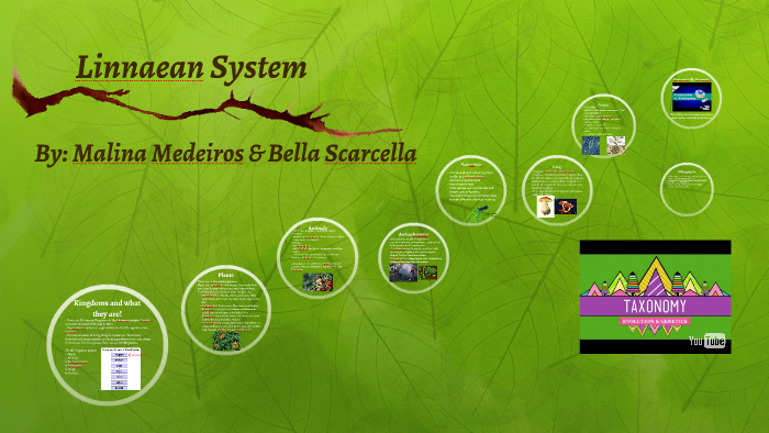 Linnaean System by Isabella Scarcella on Prezi