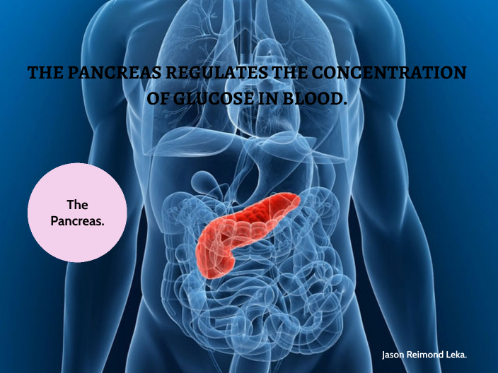 Pancreatic Regulation of Glucose Homeostasis. by Reimond Leka on Prezi