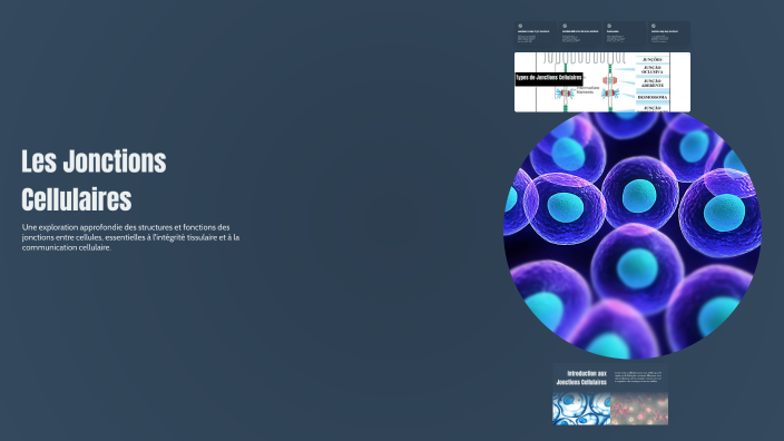 Les Jonctions Cellulaires by Chahrazed Saka on Prezi