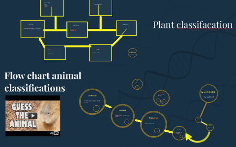 Flow chart animal classifications by Mary Stevens on Prezi