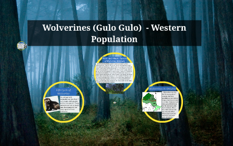 Wolverines - Ecology Task by Kevin Tang on Prezi