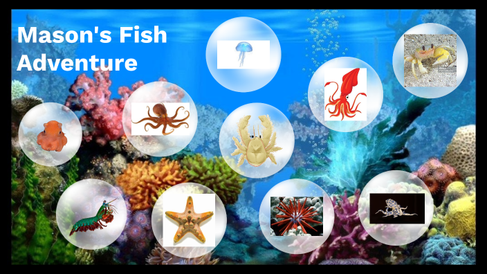 Mason's Fish Adventure by mason brewer on Prezi