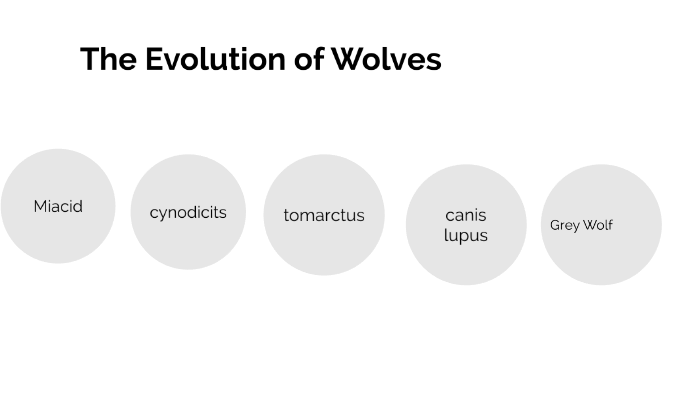 evolution of wolf by Jennifer Benitez on Prezi