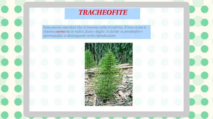 Le tracheofite: pteriofite e spermatofite by Sara Di Vecchia on Prezi