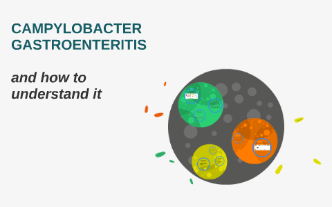 CAMPYLOBACTER GASTROENTERITIS by hendy mcmahon on Prezi