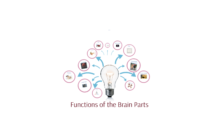 Functions of the Brain Parts by Cheyanne Geiger on Prezi